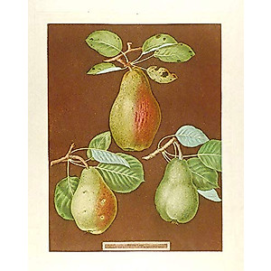 [Pears] Chaumontelle Pear; Windsor Pear; Summer Bon Chretien