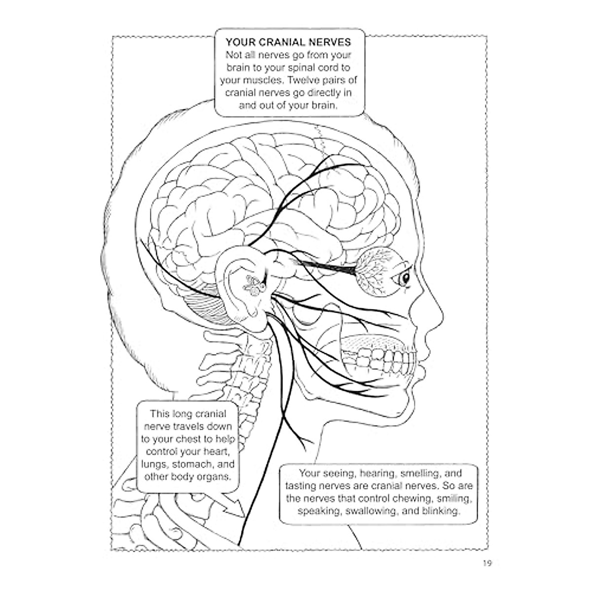 My First Book About the Brain (Dover Science For Kids Coloring Books)