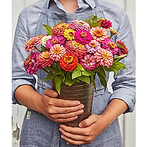 Burpee Cut & Come Again Zinnia Seeds 175 seeds