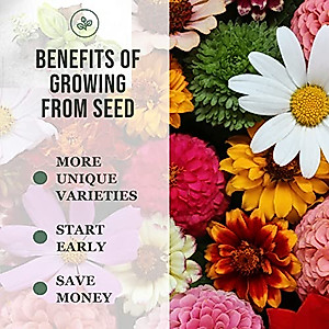 Sow Right Seeds - Texas Bluebonnet Seeds to Plant - Full Instructions for Planting and Growing a Beautiful Flower Garden; Non-GMO Heirloom Seeds; Wonderful Gardening Gift (1)