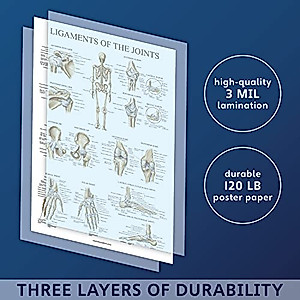 Palace Learning 4 Pack - Anatomical Poster Set - Laminated - Muscular, Skeletal, Ligaments of the Joints, Brain - Anatomy Chart Set (LAMINATED, 18” x 24”)