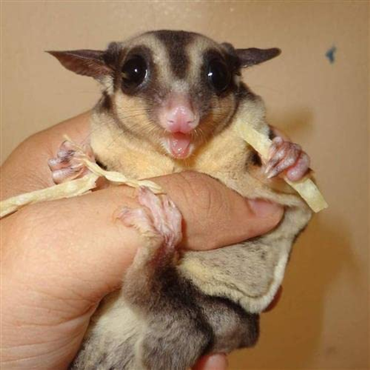 Treat Assortment 3 Pack - Pet Treats with Mix of Dried Fruits, Dried Insects, & Other Crunchies - for Sugar Gliders, Hedgehogs, Squirrels, Rabbits, Marmosets, Rats, Hamsters - Sample Variety