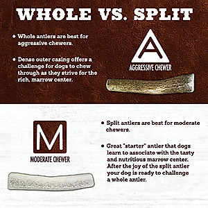 Prairie Dog Antlers | North American Whole Deer Antler | MEDIUM |Naturally Shed | Hand Harvested | Nutrient Rich | 6-7.5 inches long