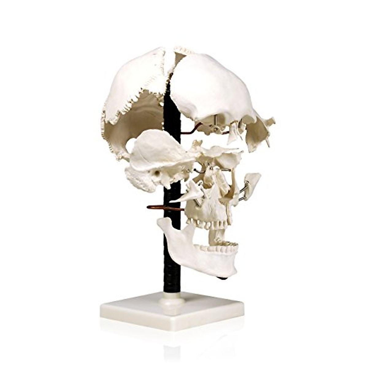 Parco Scientific PB00050 Life Size Beauchene Model | “Exploded” to Show How Bones Fit Together | Disarticulated, Mounted on Wire to Retain Spatial Relationship | Med. Studies | W Identification Key
