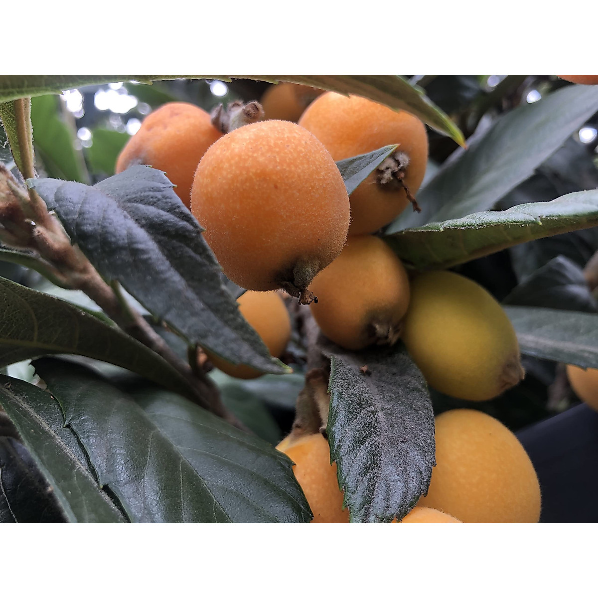 2 Packages of Loquat Fruit Eriobotrya Japonica Seeds - 5 Seeds Per Package