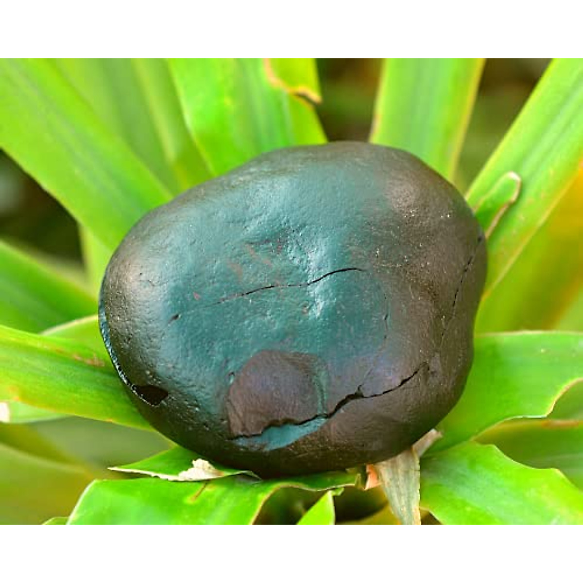 Vishnu Shaligram,2.5"X2.25"Inch Mahavishnu Shaligram, Shaligram Shila, Gandaki River Nepal, Shaligram Stone, Religious Gift, Shaligram from Nepal-I-6052