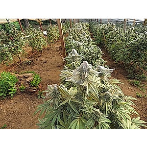 Mighty 7 Gallon by NPK Industries Plant Care Bug mite Garden pest Spray