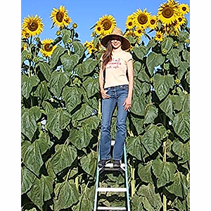 Skyscraper Sunflower Seeds for Planting 40 Seeds Garden Seeds Huge 15-20 feet Tall with Giant Sunflowers