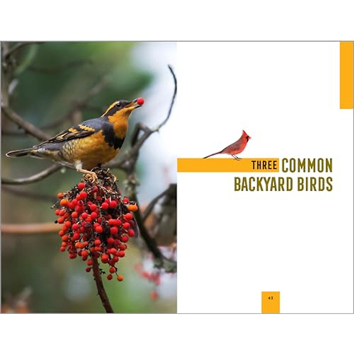 North American Bird Watching for Beginners: Field Notes on 150 Species to Start Your Birding Adventures