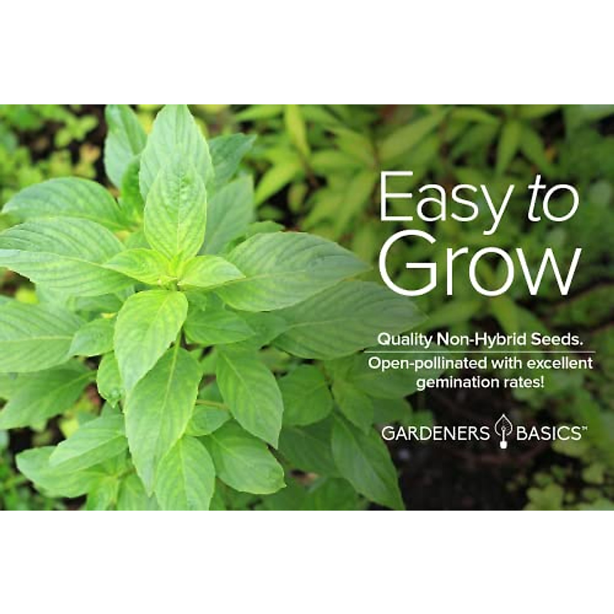 Thai Basil Seeds for Planting Herbs - Heirloom Non-GMO Herb Plant Seeds for Home Herb Garden Indoors, Outdoors, and Hydroponics by Gardeners Basics