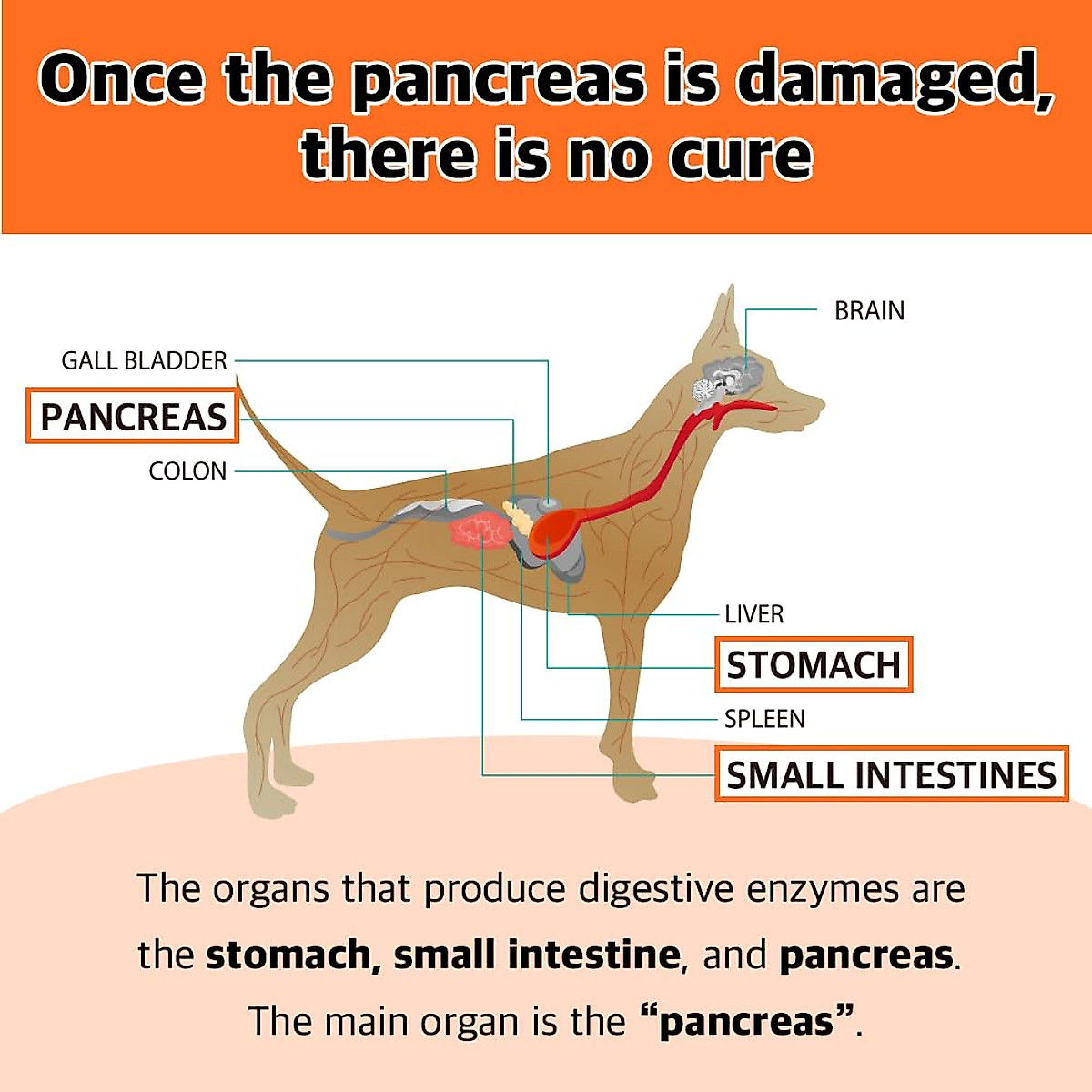 Doctor By Enzyme for Dogs Digestive Enzyme Supplements for Dogs with Protease, Amylase, Lipase - Promotes Digestion and Improves Nutrient Absorption - 30 Individually Packaged (1 Pack)