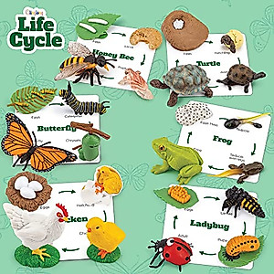 GLINGLONG Life Cycle Kit Toy Montessori - Realistic Figurine Toys, Kids Figure Animal Match Set with Frog, Ladybug, & More - Includes 24-Piece Animals, Educational & Fun Matching Game for Children 3+