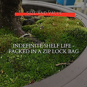 Moss Spores for Bonsai Trees - Covers Up to Three Square Feet, Bright Green Velvet Kyoto Bonsai Moss That is Weed Free, Indefinite Shelf Life