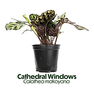 Calathea Prayer Plants Live House Plants Kit (4 PK), Calathea Plant Live Indoor Plants Live Houseplants, Live House Plants Indoors Live Plants Indoor, Live Indoor House Plants Live by Plants for Pets