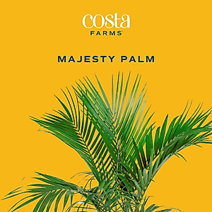 Costa Farms Majesty Palm Tree, Live Indoor Plant Potted in Grower Pot, Tropical Houseplant in Potting Soil, Patio Home Decor or Room Decor, Housewarming, 3-4 Feet Tall