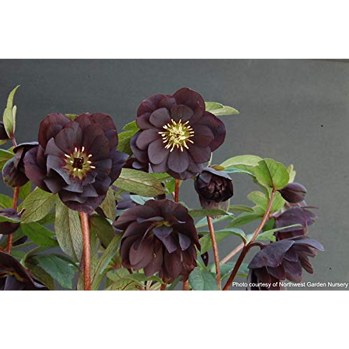 Perennial Farm Marketplace Helleborus x W.J. 'Onyx Odyssey' (Lenten Rose) Perennial, 1 Quart, Near Black Flowers