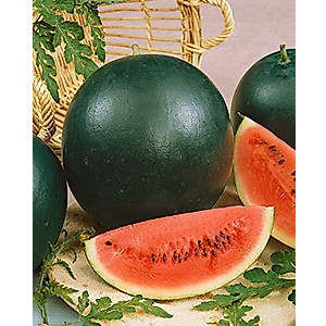 CEMEHA SEEDS Watermelon Black Beauty Early Rare Giant Fruit Heirloom Organic Non-GMO