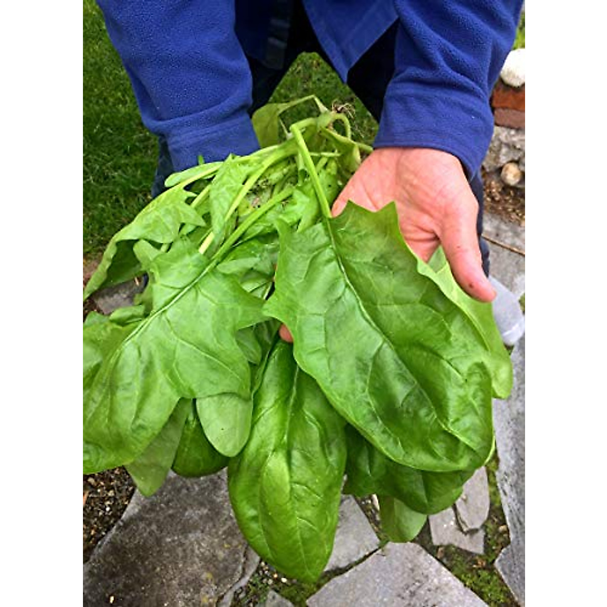 Gaea's Blessing Seeds - Spinach Seeds (3.0g) - Giant Winter Spinach Non-GMO Seeds with Easy to Follow Planting Instructions - Open-Pollinated Heirloom 95% Germination Rate