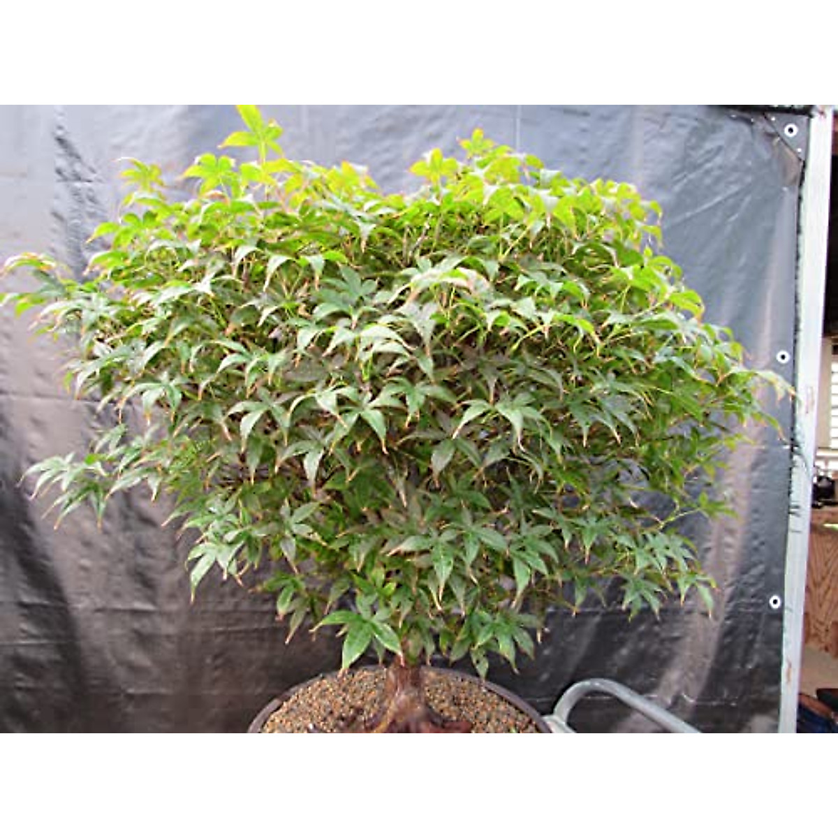 51 Year Old Rhode Island Red Japanese Maple Bonsai Tree