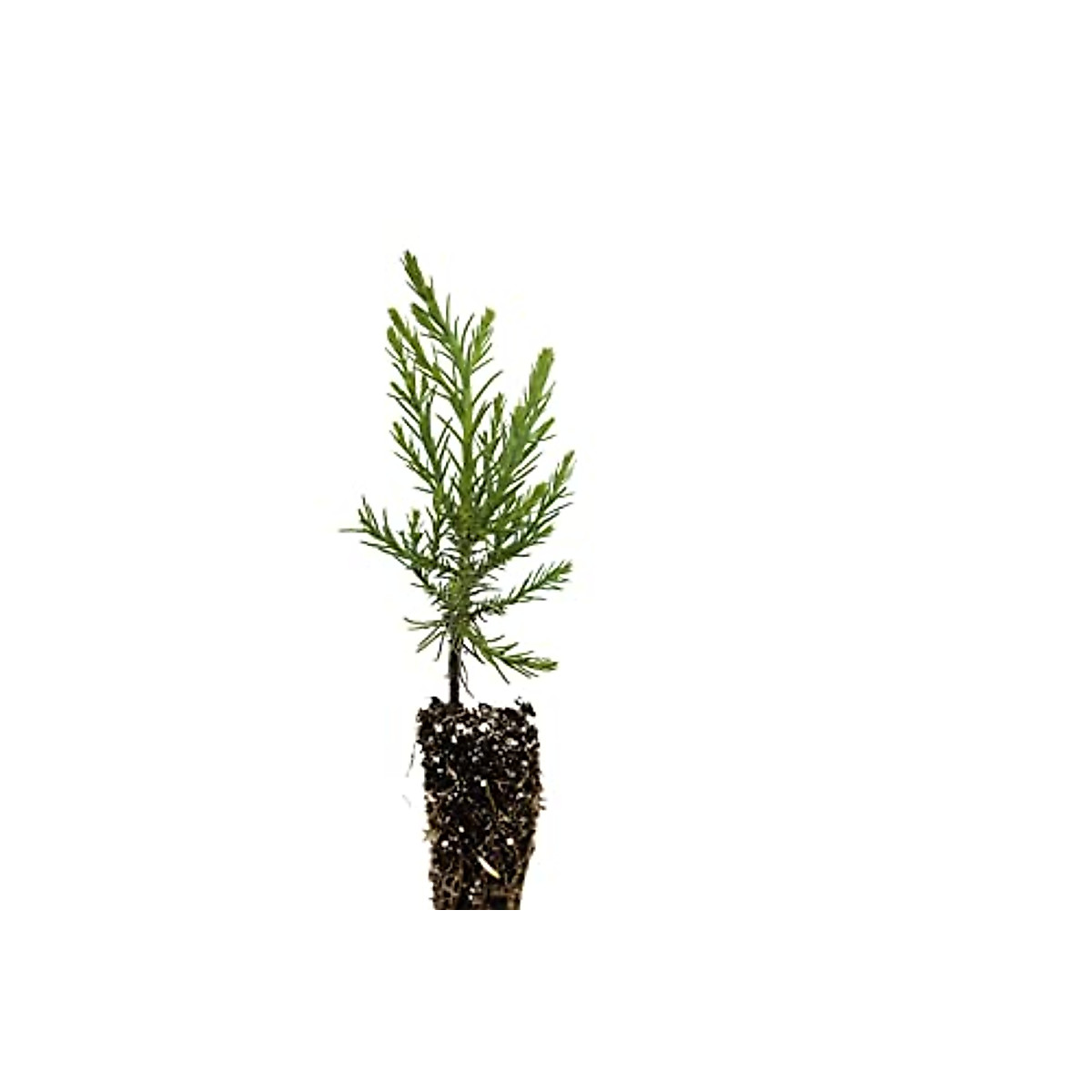 Giant Sequoia | Small Tree Seedling | The Jonsteen Company