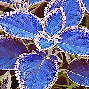 YEGAOL Garden 100Pcs Blue-White Coleus Seeds Annual & Maintenance Heat Tolerant Attracts Birds & Hummingbirds Beds Boreders Patio Container Indoor Outdoor