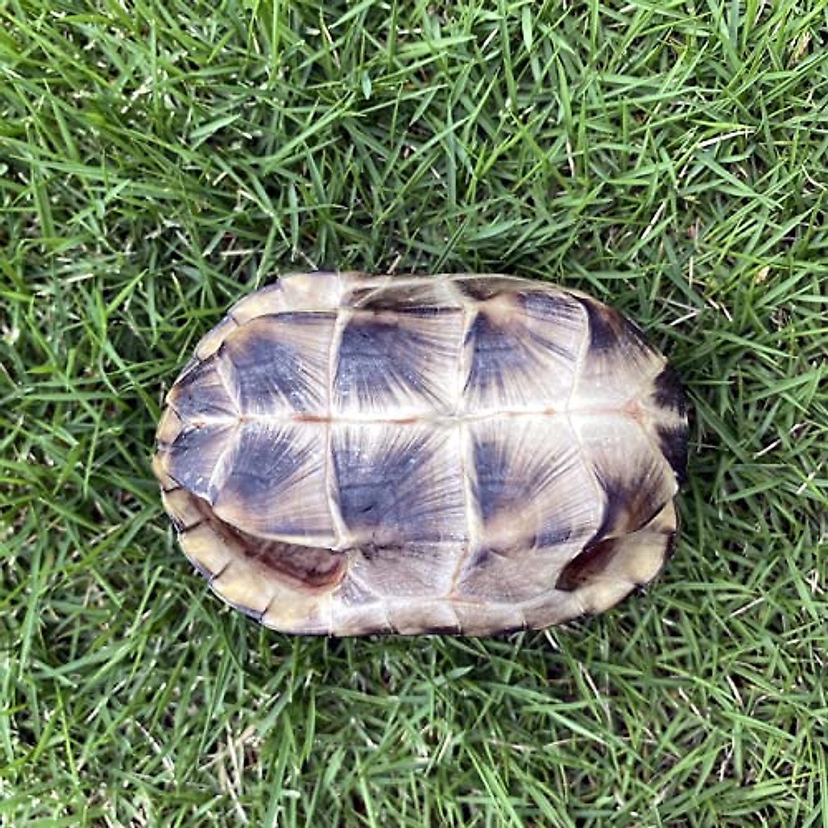 Unique Turtle Shell True Specimen Turtle Shell（ Reeves' Turtle） Taxidermy (1)