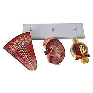 Human Anatomy Kidney Model, glomerular Model Anatomical Biology Learning Set, Urinary System Anatomy Ornaments, Used in School Hospital Teaching Display Laboratory