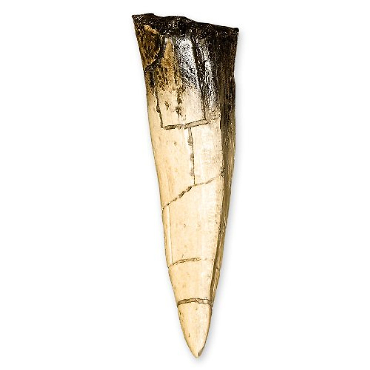 Tyrannosaurus Rex Dinosaur Tooth (Recreation)