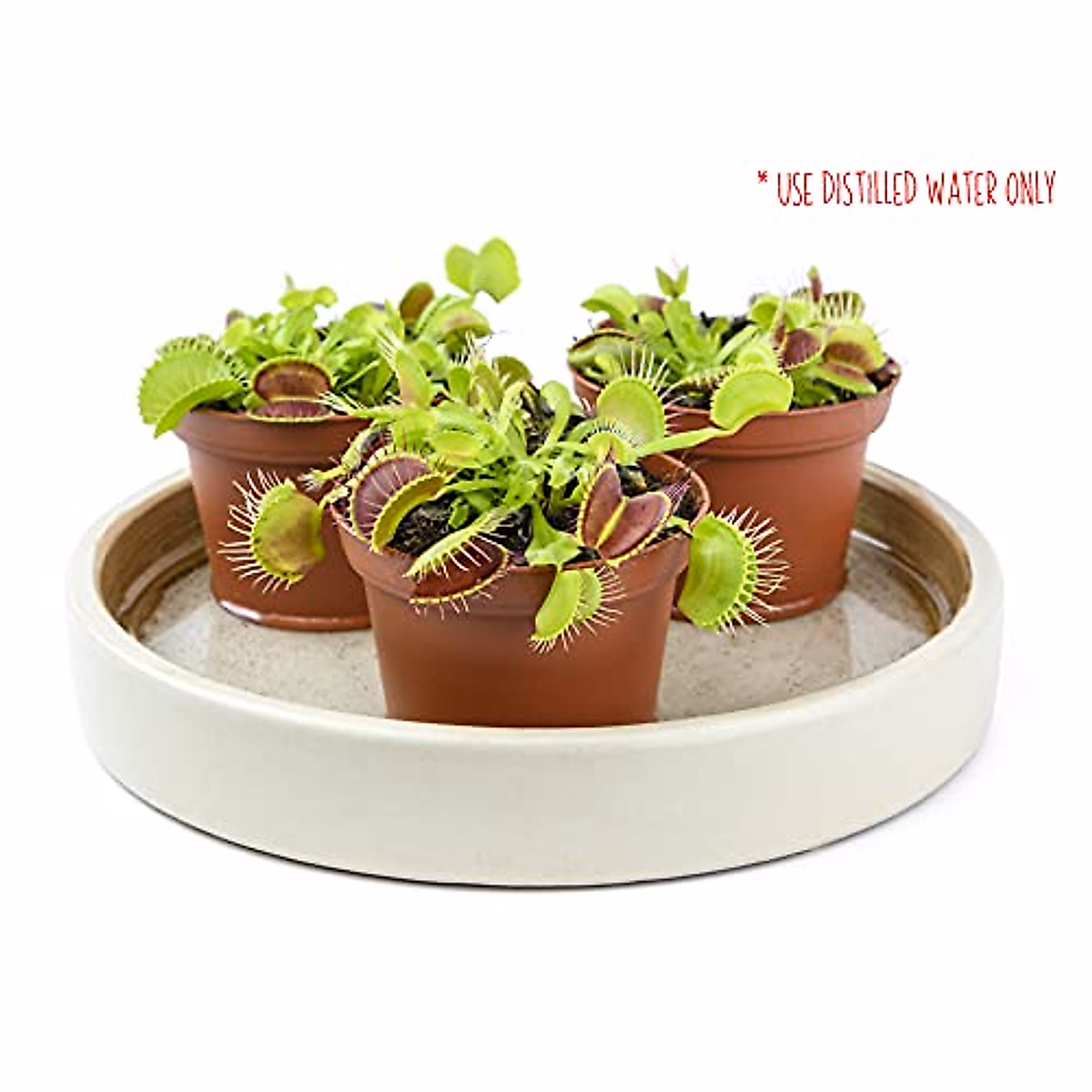 Live Venus Fly Trap Live Plant, Dionaea Muscipula, Venus Fly Trap Plant Decor, Sundew Carnivorous Plants Live Houseplants, Venus Fly Trap Terrarium Plants, Live Plants Indoor Plants by Plants for Pets
