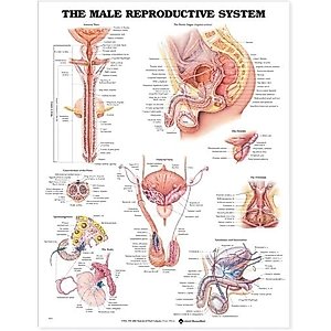 The Male Reproductive System Anatomical Chart
