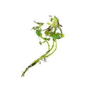 Mainam Mosaic Plant Ludwigia Sedoides Bundle US Nursery Live Aquarium Plants Decorations Freshwater Fish Tank Aquatic Plant3 Days Pond Tropical