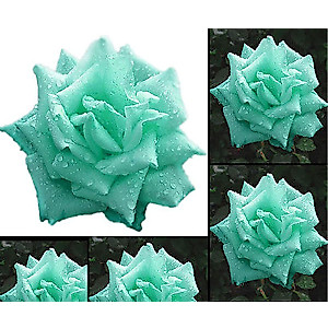 100PCS Mixed Color Rose Seeds for Garden Planting-12 Varieties of Rose Seeds|Non-GMO Heirloom|90% Germination Rate|Open Pollinated Seeds|Wonderful Gardening Gifts