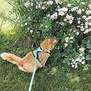 PUPTECK Cat Harness and Leash Set- Adjustable Vest Escape Proof Harness for Kitten Small Medium Cats, Retractable Breathable Soft Mesh for Outside with Reflective Strips