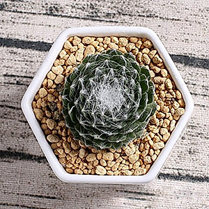OAMCEG 6 Pack Succulent Plant Pots 2.75 inch Mini Succulent Planter, Set of 6 White Ceramic Succulent Cactus Planter Pots with Bamboo Tray (Plants NOT Included)