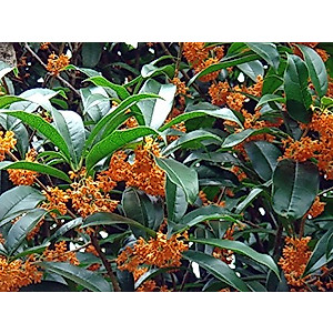 ( 1 ) - Orange Flowering Fragrant Tea Olive - Starter Plant ( SM ) ( 1 Plant )