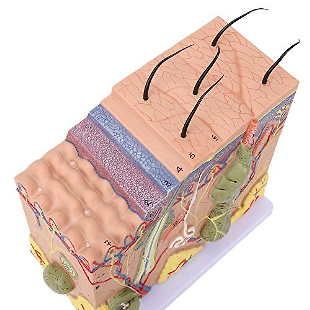 50X Human Skin Magnified Mode Laboratory Skin Model Biology Teaching