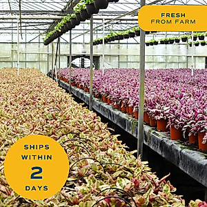 Costa Farms Money Tree, Easy Care Live Indoor Plant In Premium Ceramic Planter, Unique Gift for Birthdays, Prosperity, Good Luck, Excellent Room Décor And Dorm Decor, 16-Inches Tall