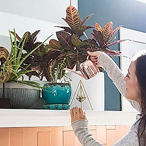 Smouldr Mini Plant Watering Can Indoor: Rose Gold Small Watering Can Helps You Water Tiny House Plants, Succulents, Bonsai or Herb Gardens - Steel Plant Waterer for Miniature Flower Pots - 15 Ounces