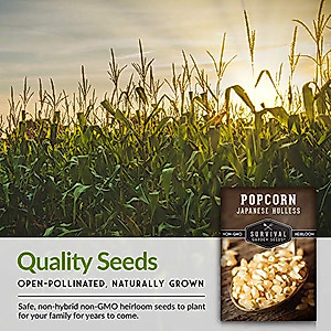 Survival Garden Seeds - Japanese Hulless Popcorn Seed for Planting - Packet with Instructions to Plant and Grow Delicious Kernel Popcorn in Your Home Vegetable Garden - Non-GMO Heirloom Variety