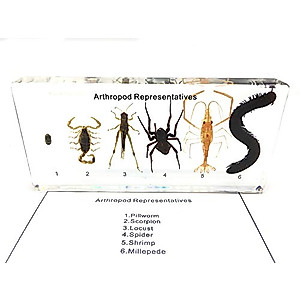 (6 Arthropods) Arthropod（Tardigrade） Representatives Paperweight Science Classroom Specimens for Science Education(6.5x3x1 Inch)