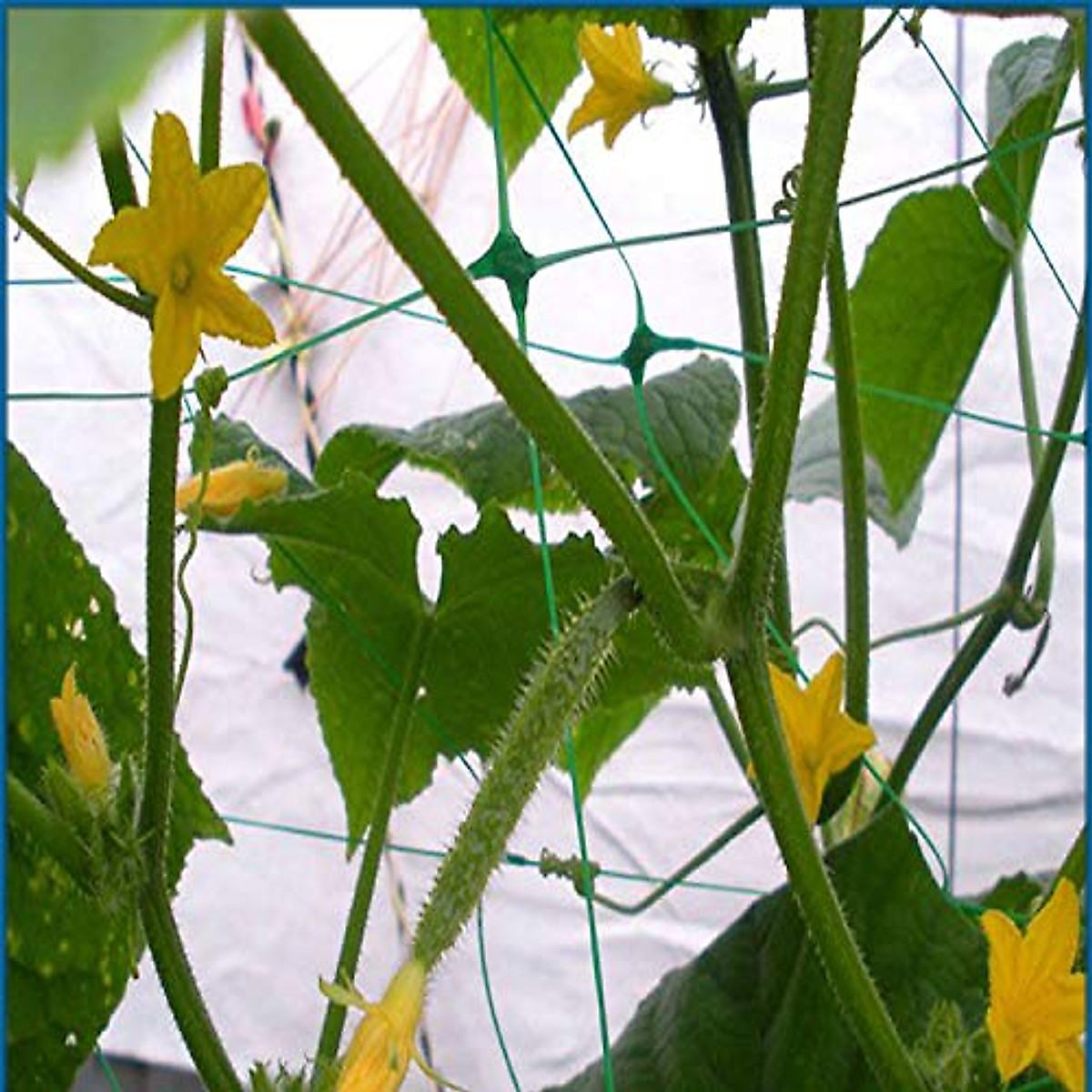 HHTHH Green Trellis Netting 5x60 ft Heavy Duty Garden Trellis Netting Polypropylene Plant Support Net for Climbing Vegetables Fruits Flowers