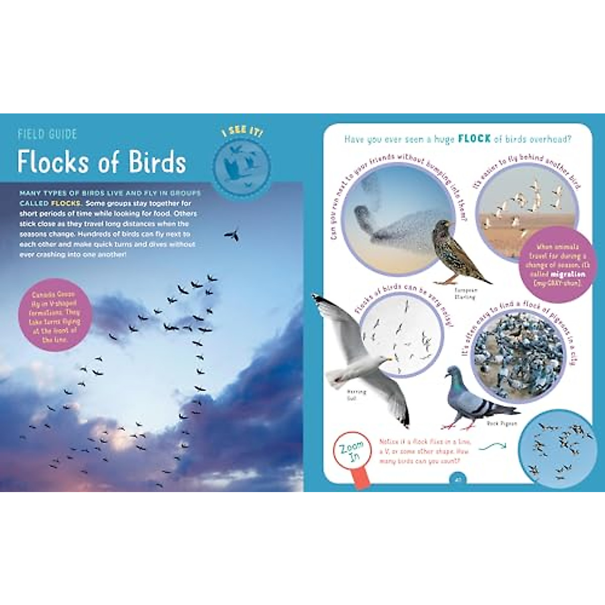 Backpack Explorer: Bird Watch: What Will You Find?