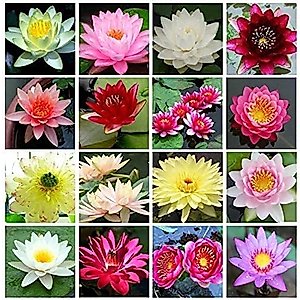 SAVOIR 40+ Bonsai Bowl Lotus Seeds, Water Lily Flower Plant Seeds, Ornamental Courtyard Finest Viable Mixed Colors Aquatic Water Features Seeds