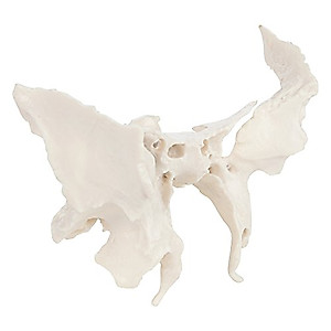 Axis Scientific Human Sphenoid Bone Model | Cast from a Real Human Sphenoid Bone Specimen | Life Size Replica Details All Fissures, Canals, and Processes | Includes Product Manual