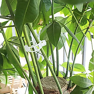 300 Pcs Plant Support Clips,Plant Clips for Climbing Plants Tomato Garden Vine Clips for Supporting Vegetables Plants Stalks,Vines,Climbing Plant Tomato Trellis Clips (White)