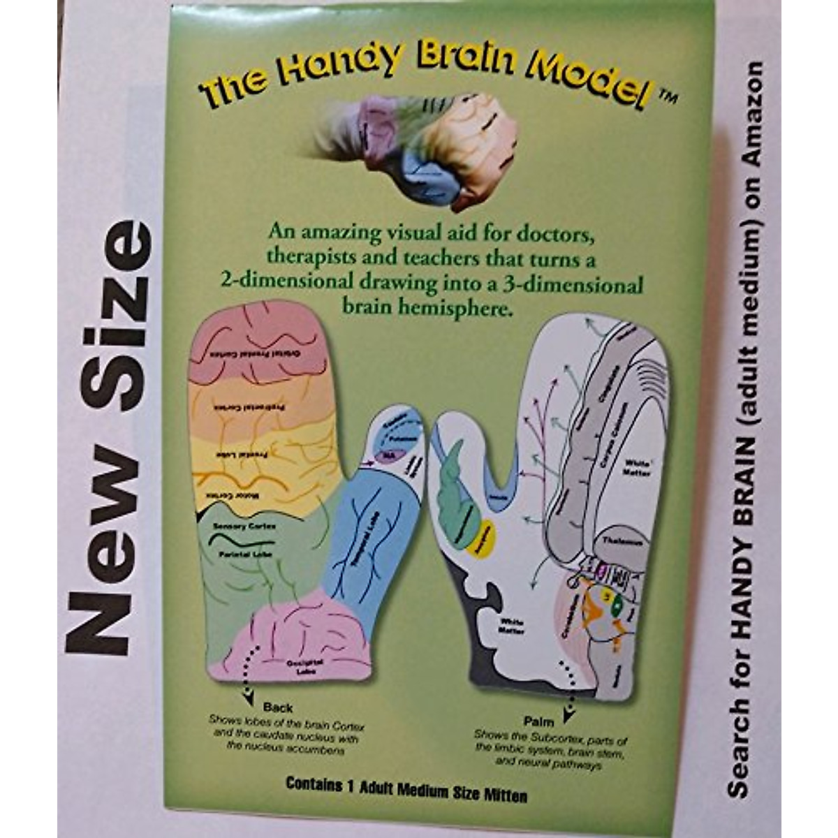 Handy Brain Model B-1.2 (adult medium)
