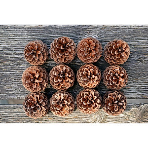Review Outdoor Gear 5, 8, 10 or 12 Ponderosa Decorative 3" - 3.5" Pine Cones UNSCENTED Fall Winter Holiday Home Decor Vase Bowl Filler Displays Crafts (3 x 4, Quantity of 8)
