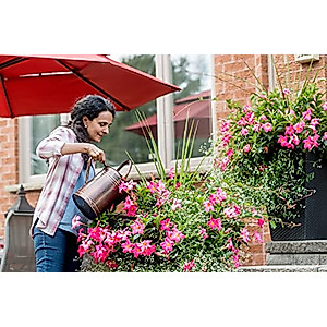 1.5kg 24-8-16 Water Soluble All Purpose Plant Fertilizer