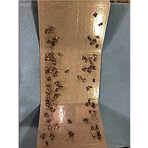 ECOTASTIC Clothing Moth Traps - 11 Count - Foldable Moth - Eco-Friendly Hassle Control - Pheromone Technology - Closet Mothballs - Wood/Carpet/Clothes