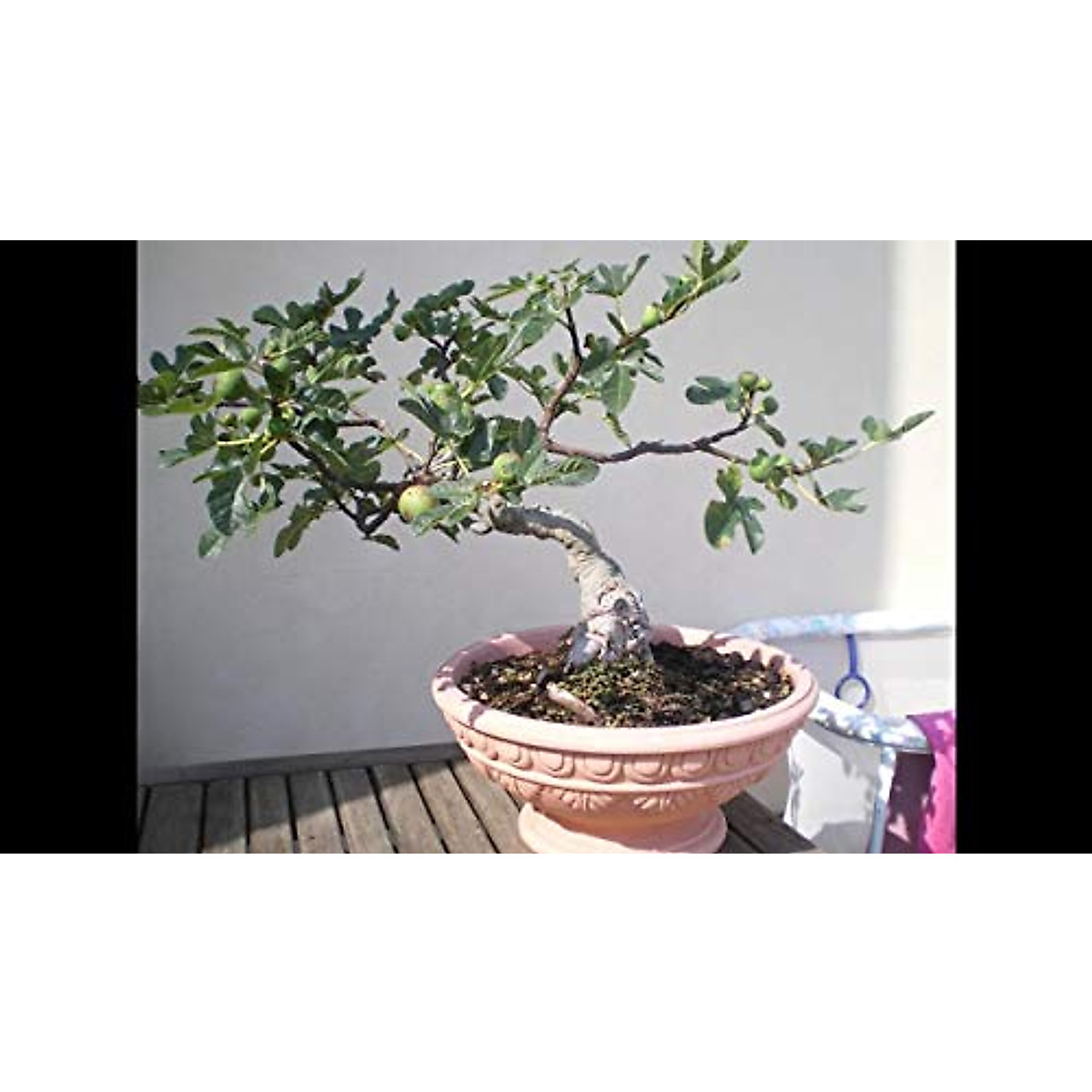 1087-Dwarf Honey Fig (Ficus carica) Seeds by Robsrareandgiantseeds UPC0764425786764 Non-GMO,Organic,Historic,Bonsai, 1087 Package of 5 Seeds